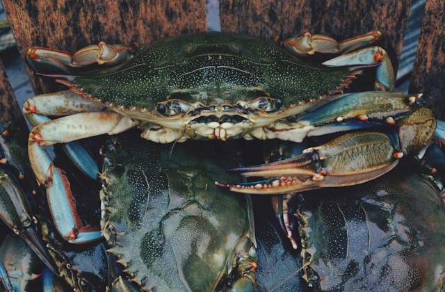 Granchio blu alla catalana: la ricetta | Deabyday